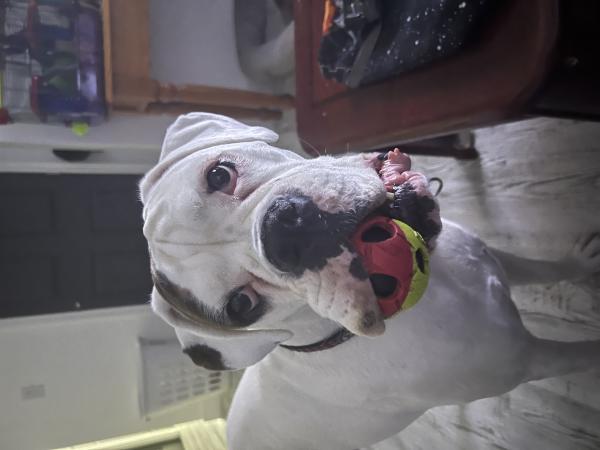 Dog Boxer: traits and pictures