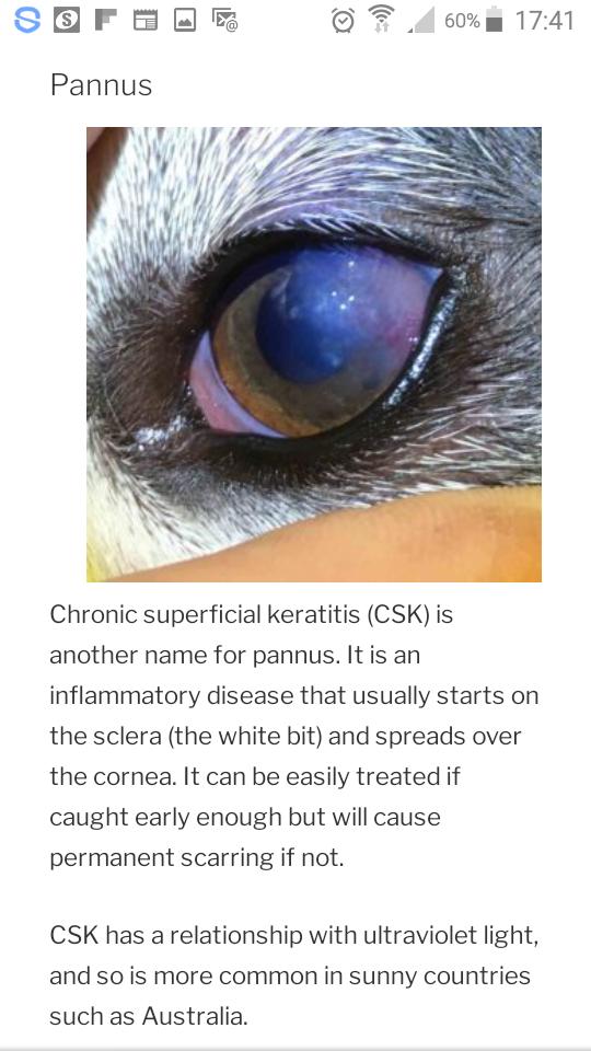 10 Common Eye Conditions in Dogs - Canine Eye Problems With Pictures