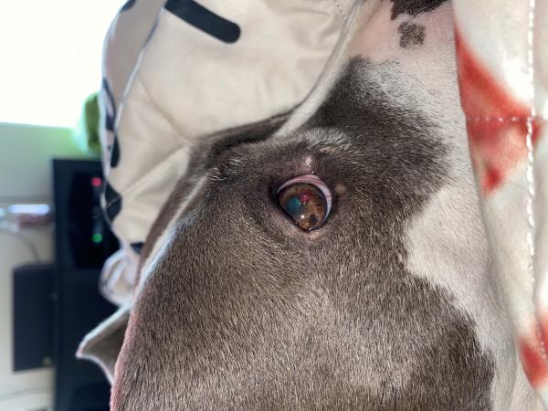 10 Common Eye Conditions in Dogs - Canine Eye Problems With Pictures