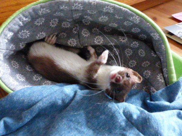 Can You Have a Stoat as a Pet? - Problems With Pet Stoats
