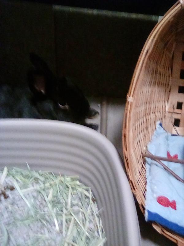 Feeding A Dwarf Rabbit - A Complete Guide!