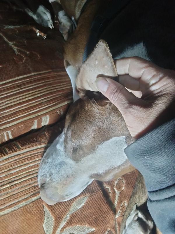 Bump on My Dog's Ear - Dog Ear Hematoma Causes and Treatment