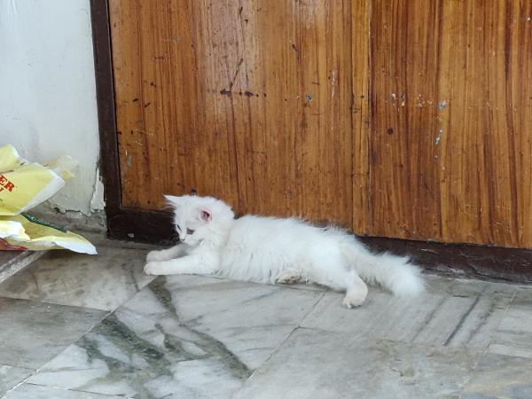 Persian Cat: traits and pictures