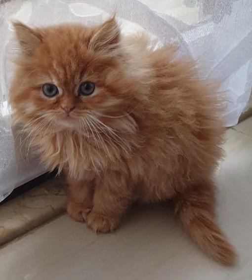 Persian Cat: traits and pictures