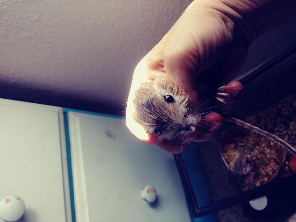The Kangaroo Rat as a Pet