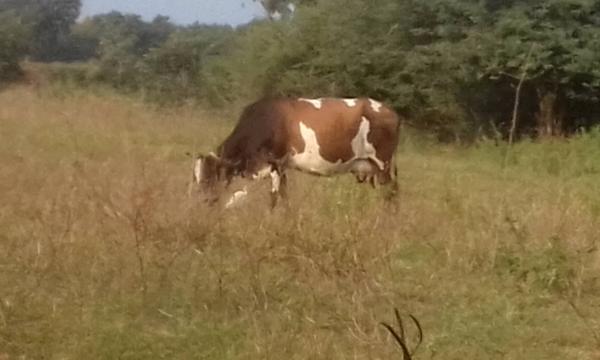 What is a Goshala and How Does it Work?