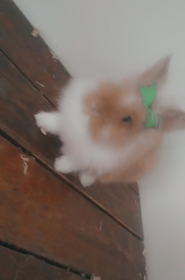 What Colors Do Rabbits See? - Rabbit Vision vs. Human Vision