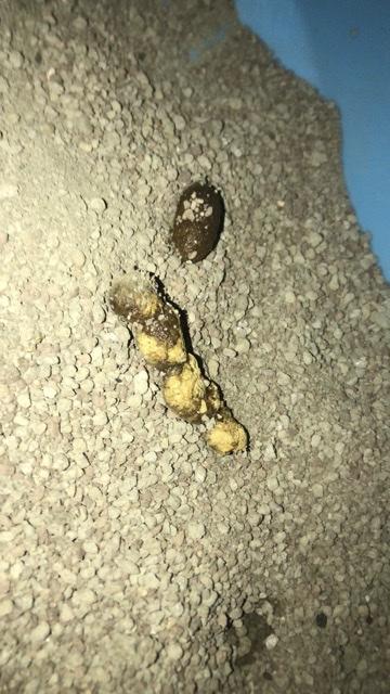 Is My Cat’s Poop Normal? - Abnormal Cat Poop Chart With Pictures