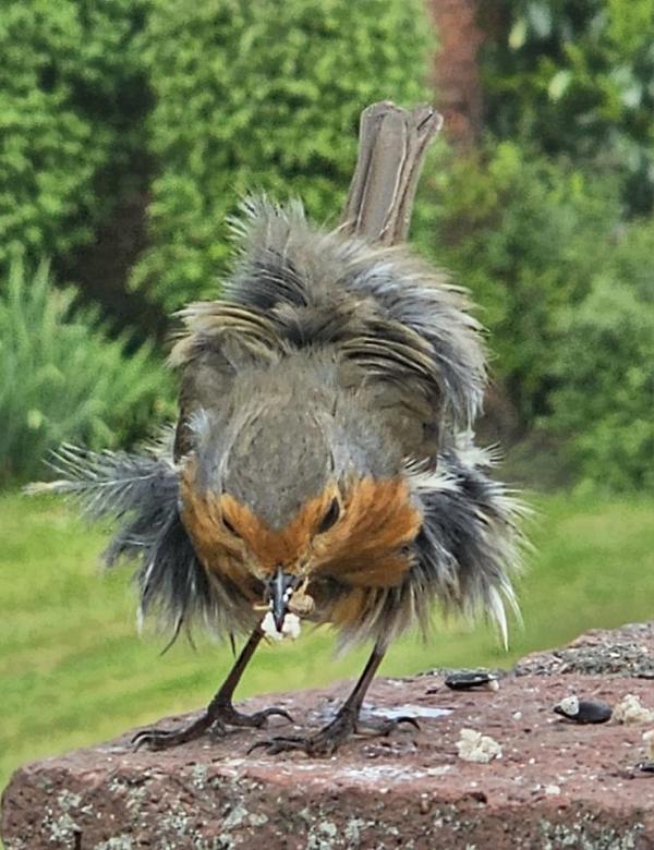 Why Do Birds Puff Up Their Feathers? - Reasons for Bird Fluffing Feathers