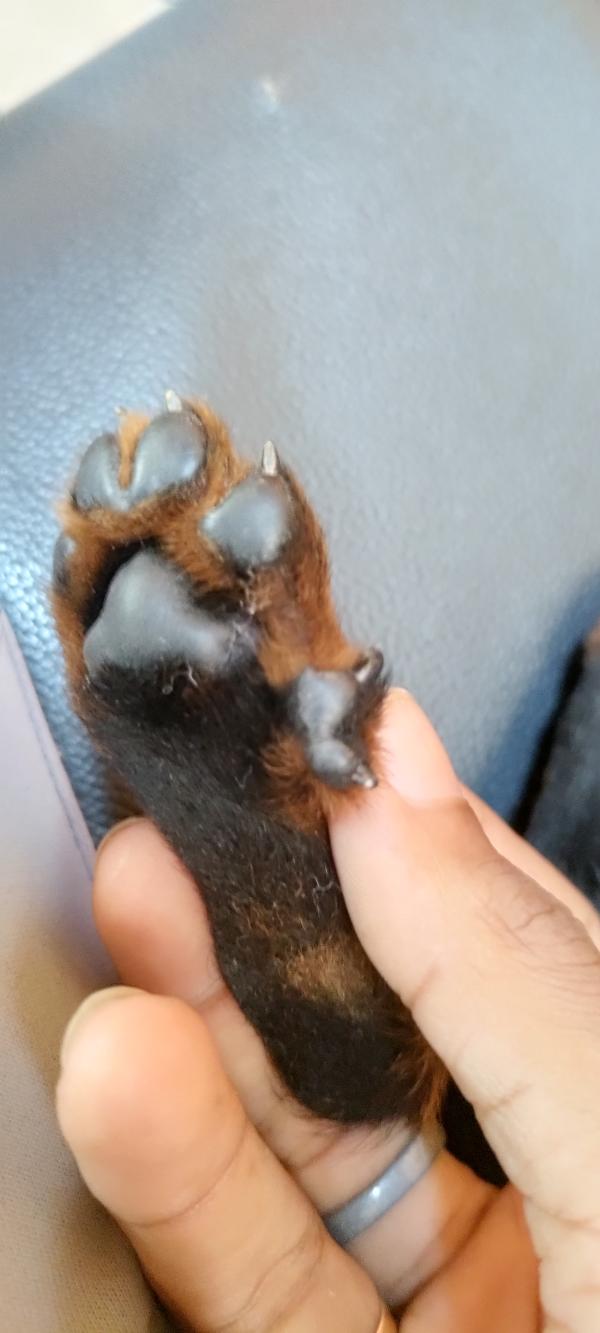 My Dog Has an Extra Toe on Its Back Leg - Hind Leg Dewclaws