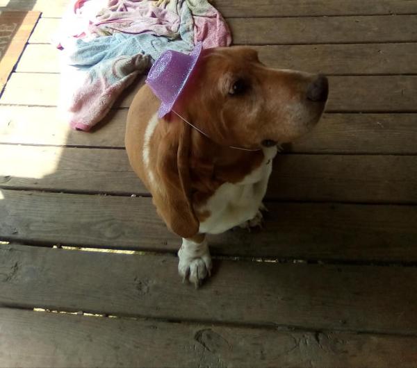 Common Health Problems in Basset Hounds - Puppies and Older Dogs