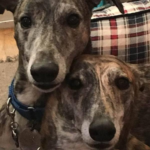 15 Types of Hound Dog Breeds - Names and Photos