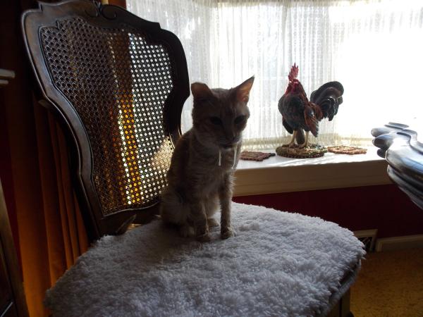 Feline AIDS - Causes, Symptoms and Treatment