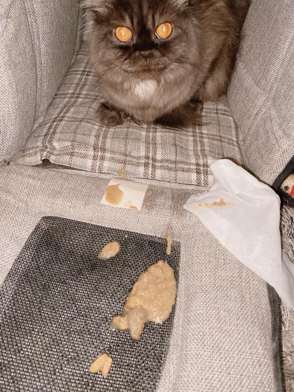 My Cat Is Throwing Up Yellow Liquid - Why Cats Vomit Yellow Bile