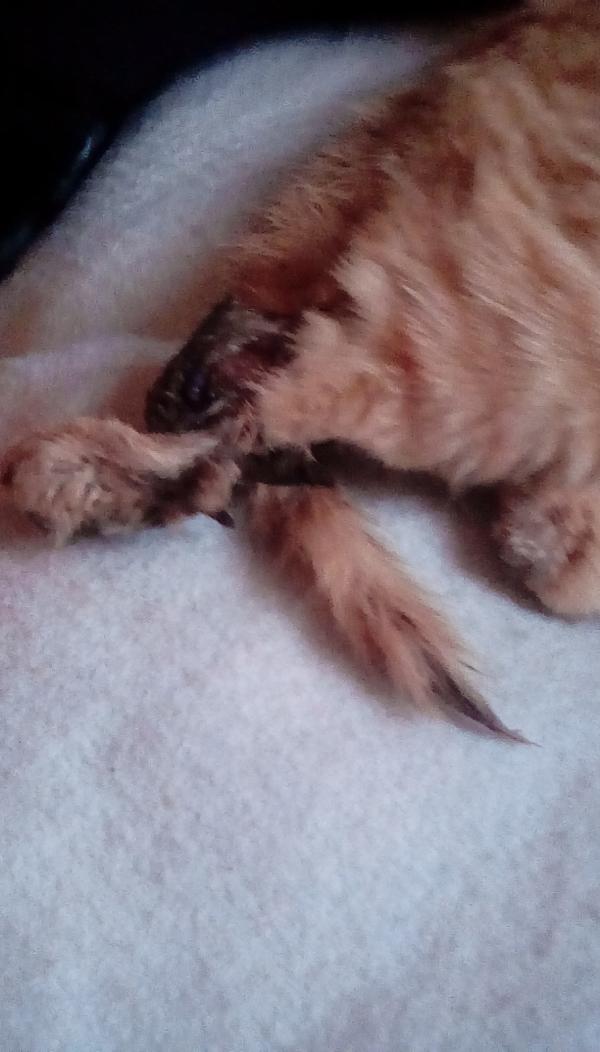 First Aid for Cats: Road Accidents and Run Over Cats