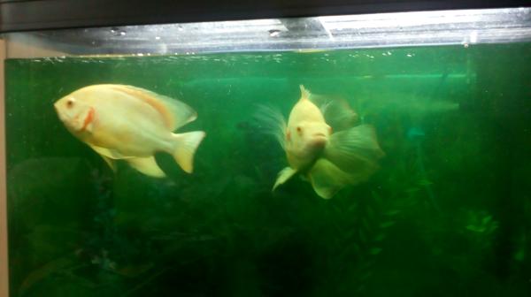 Why Are My Fish Not Eating?