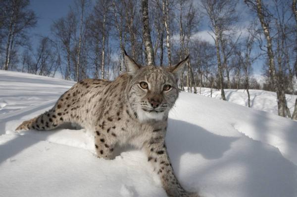 All Types of Lynx Species with Characteristics and Photos
