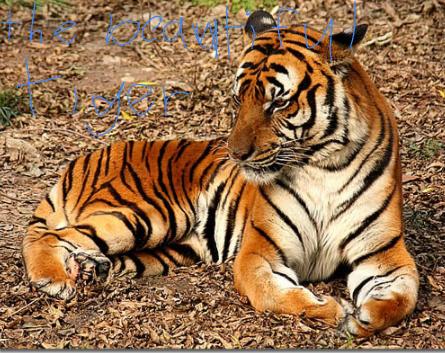 7 Extinct Big Cat Species - Prehistoric and Recently Extinct Large Cats