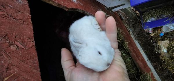 Rabbit Pregnancy - Symptoms, Stages and Care