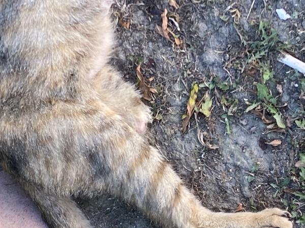 Cat Abscess Treatment - What to Expect - With Pictures