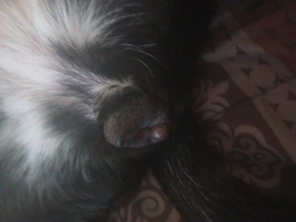 My Dog Has a Bump on Her Private Area - Bump on Dog's Vulva Causes