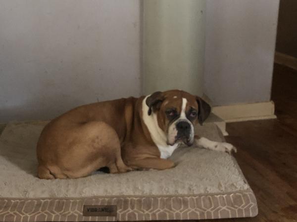 Life Expectancy of Boxer Dogs - Average Boxer Dog Lifespan