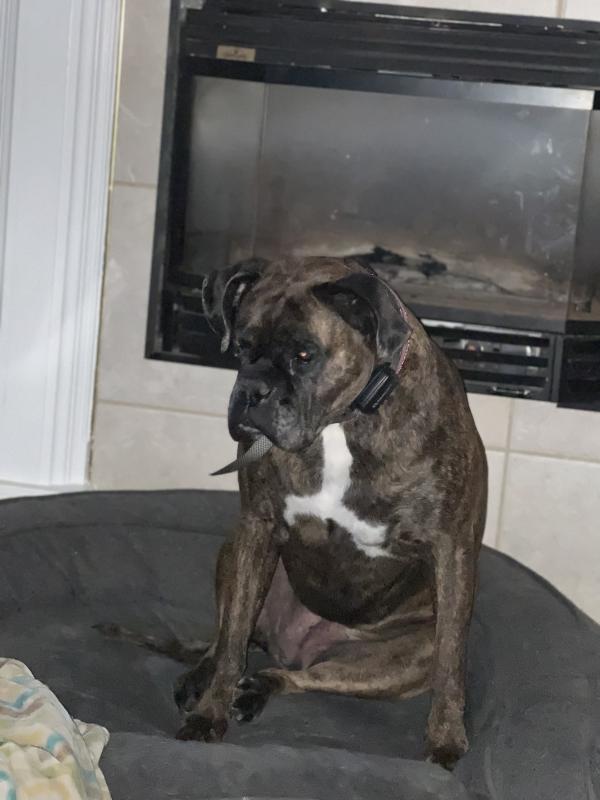 Life Expectancy of Boxer Dogs - Average Boxer Dog Lifespan