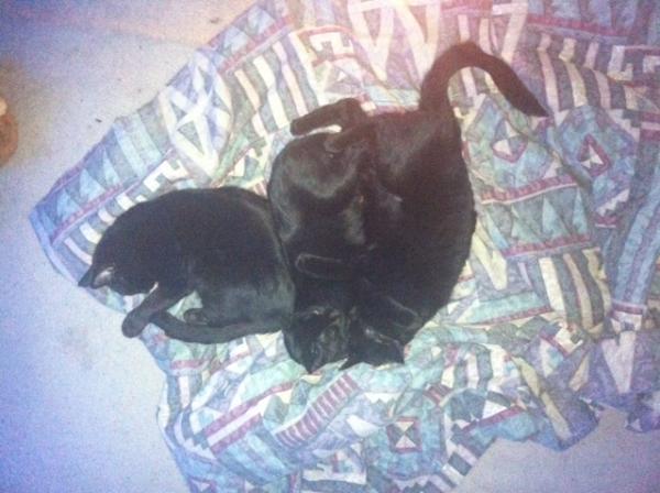 Names for Black Cats - Spooky, Unique and Cute Names