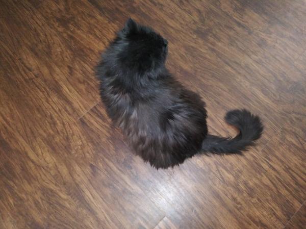 My Cat's Fur Looks Rough - Causes Of Dull Cat Coat