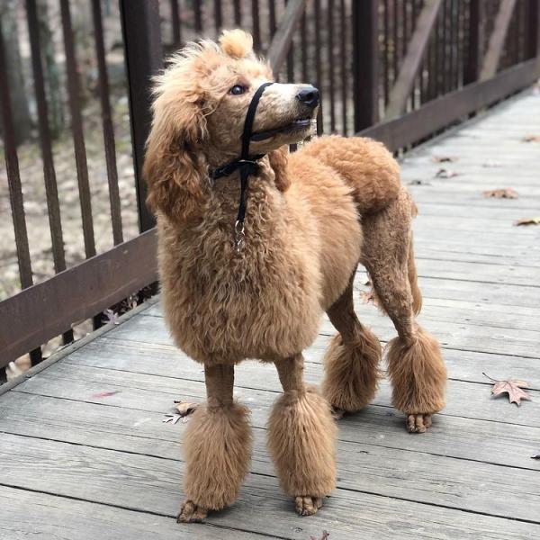 11 Poodle Cuts - Haircuts for Poodles With Styles and Photos