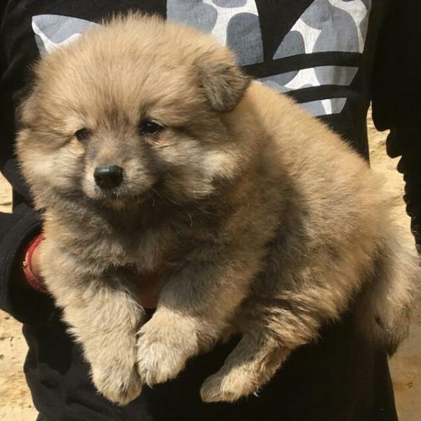 Dog Pomeranian: traits, pictures and videos