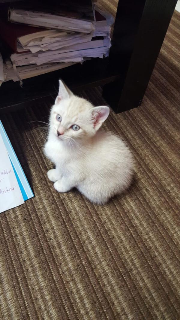 Caring for an Albino Cat