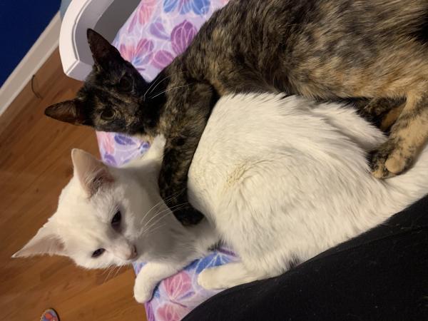 Caring for an Albino Cat