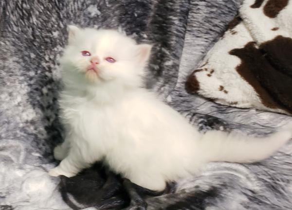 Caring for an Albino Cat