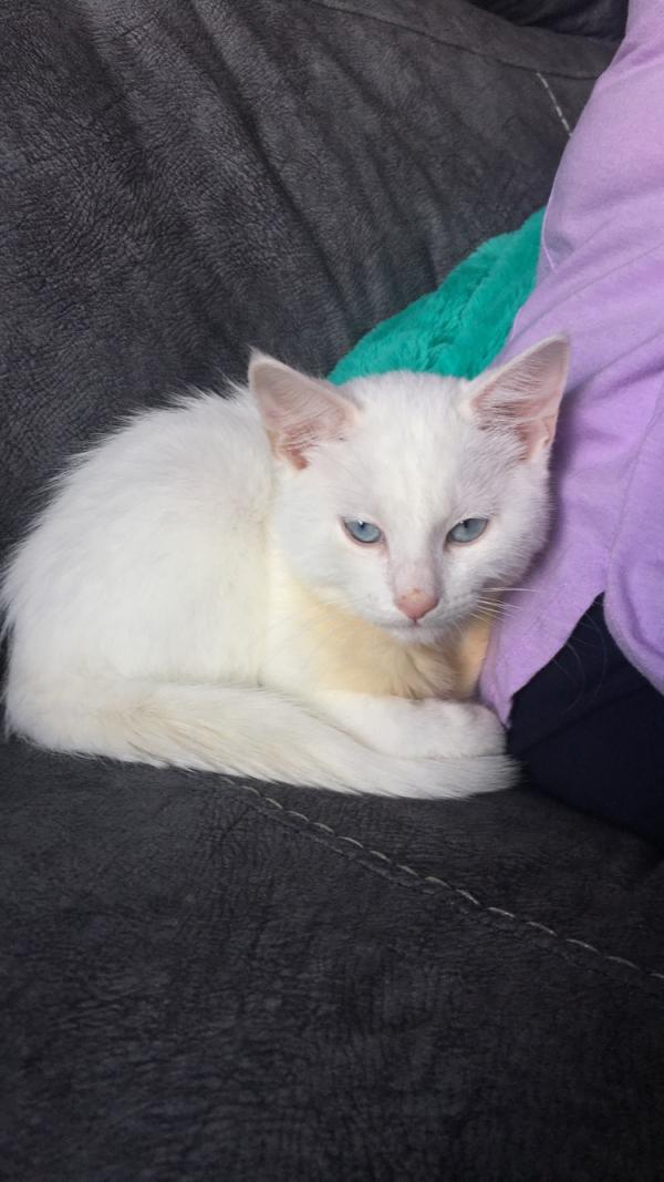 Caring for an Albino Cat
