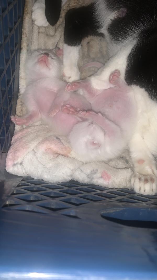 Caring for an Albino Cat