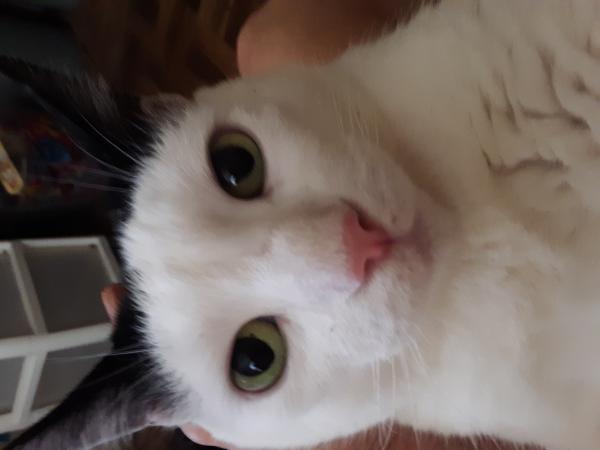 Why Does My Cat Have Dilated Pupils? - Causes and Treatment of Feline ...