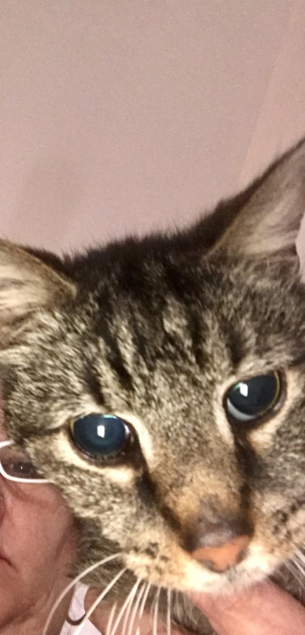 Why Does My Cat Have Dilated Pupils? - Causes and Treatment of Feline ...