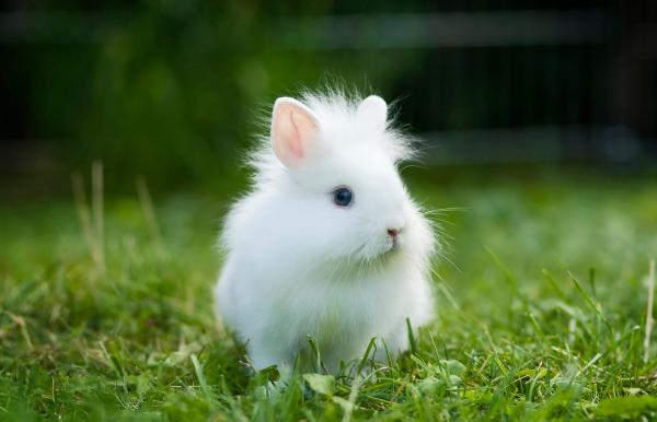 20+ Pet Rabbit Breeds With Photos - Popular Domestic Bunny Breeds