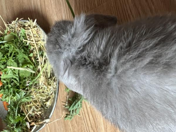 Selamectin for Rabbits - Uses, Dosage and Side Effects of Revolution