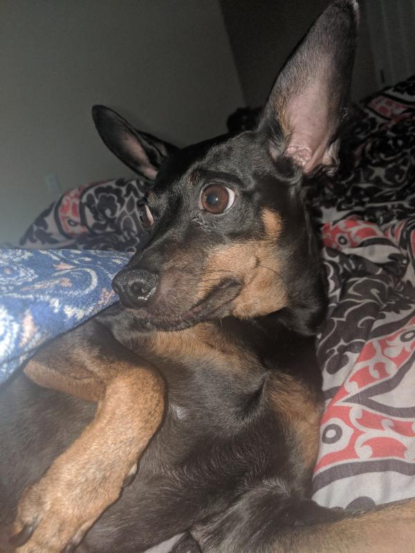 Caring for a Prague Ratter