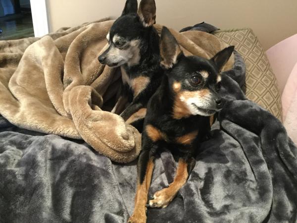 Caring for a Prague Ratter