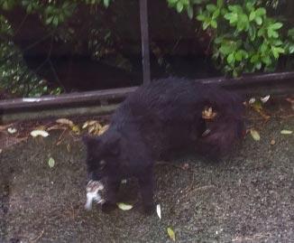 Cats Killing Birds: Separating Fact from Myth