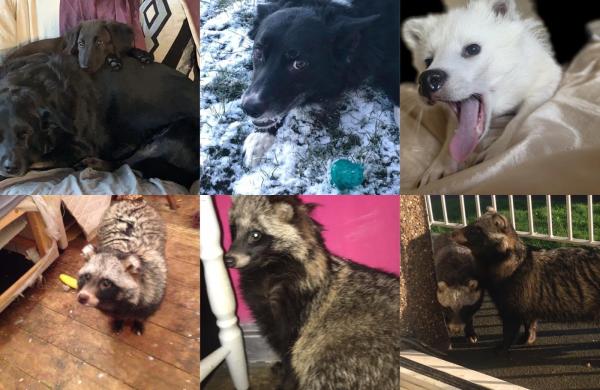 Mythological Names for Dogs - Male and Female Dog Names