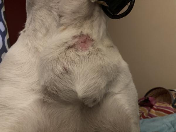Why Does My Dog Have a Lump on Their Neck? - Causes and Conditions