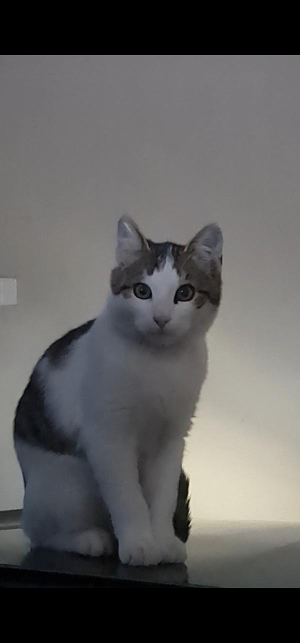 10+ Domestic Cat Breeds With Spots - Spotted Cat Breeds With Photos