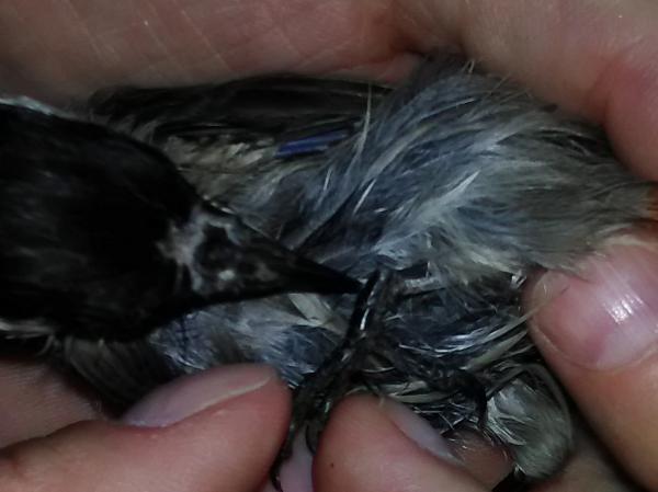 Healing a Fractured Bird Leg: How to Make a Splint