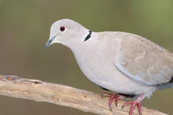 Healing a Fractured Bird Leg: How to Make a Splint