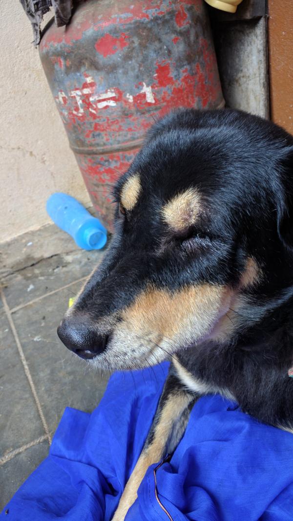 Canine Distemper Virus: Symptoms, Treatment and Home Remedies