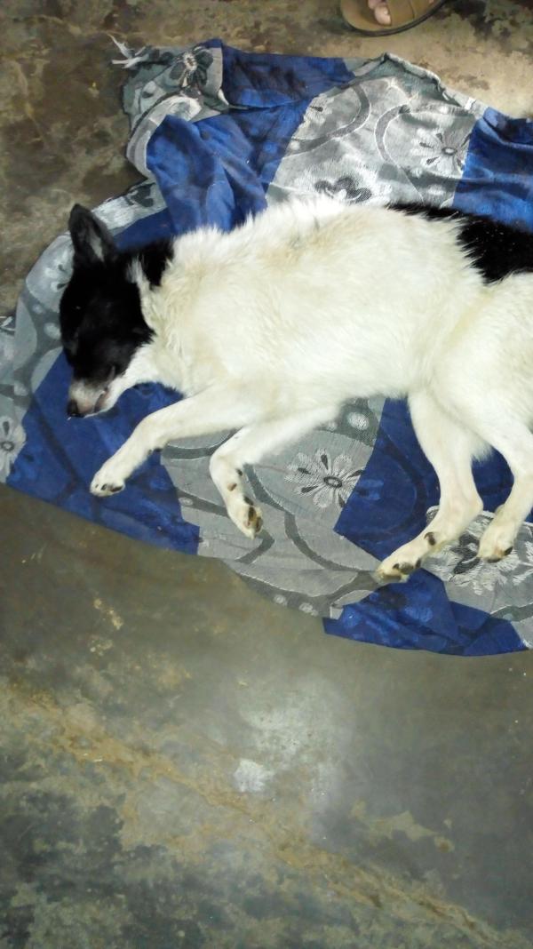 Canine Distemper Virus: Symptoms, Treatment and Home Remedies